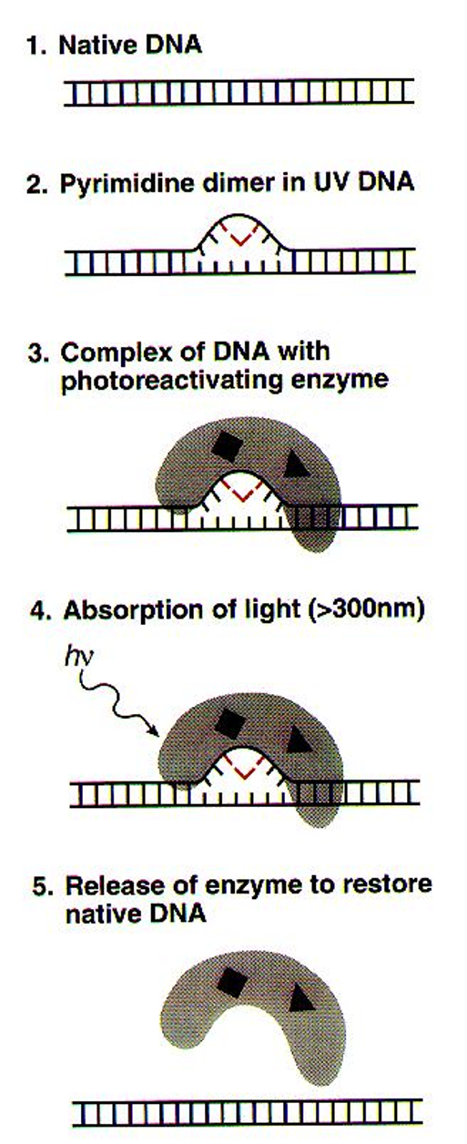 DNA Damage And Repair | Our Biochemistry