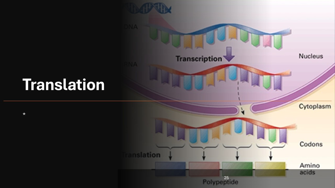Genetic Code And Translation: Deciphering The Blueprint Of Life